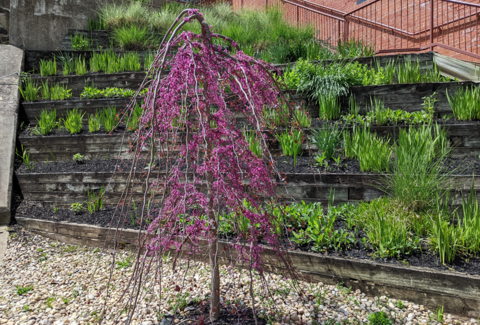 Is That a Grimace Tree? - Savage Mill